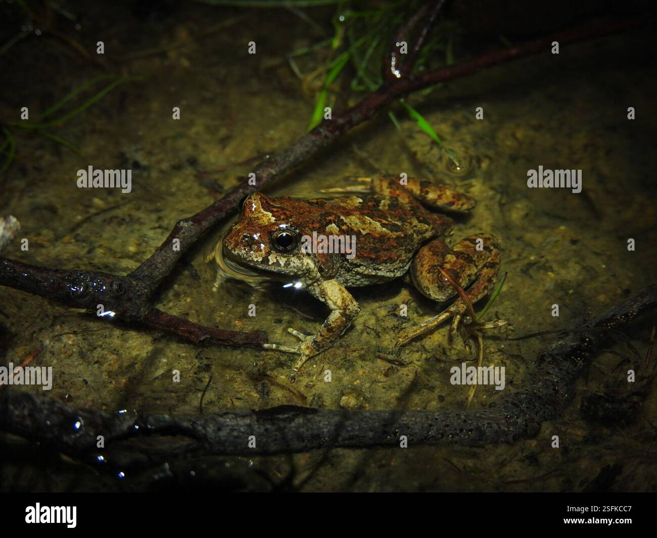 Common Eastern Froglet (Crinia signifera), Amphibia, Hobart TAS ...