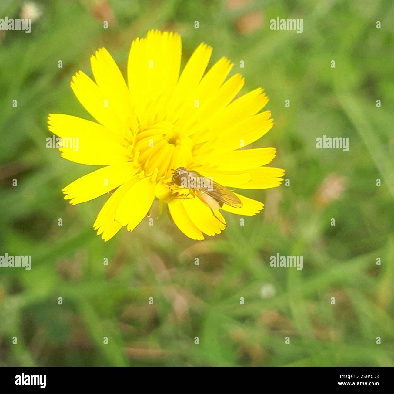 Small Hover Fly (Melanostoma fasciatum), Insecta, Fairfield, Lower Hutt ...