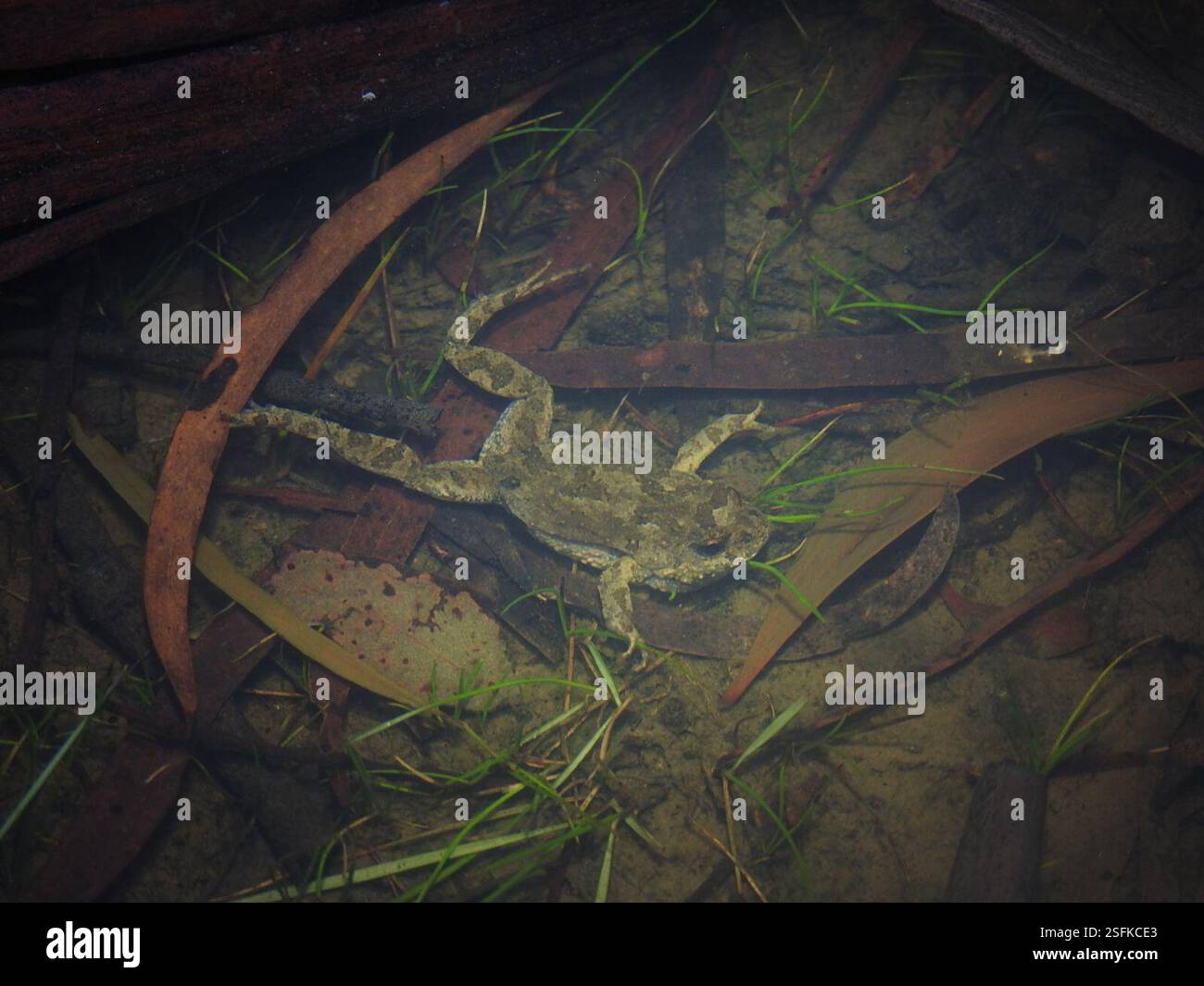 Common Eastern Froglet (Crinia signifera), Amphibia, Hobart TAS ...