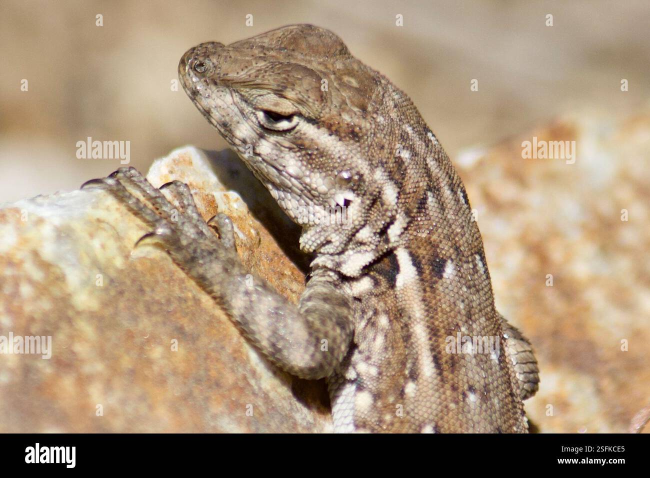 Western Side-blotched Lizard (Uta stansburiana elegans), Reptilia, Sun ...