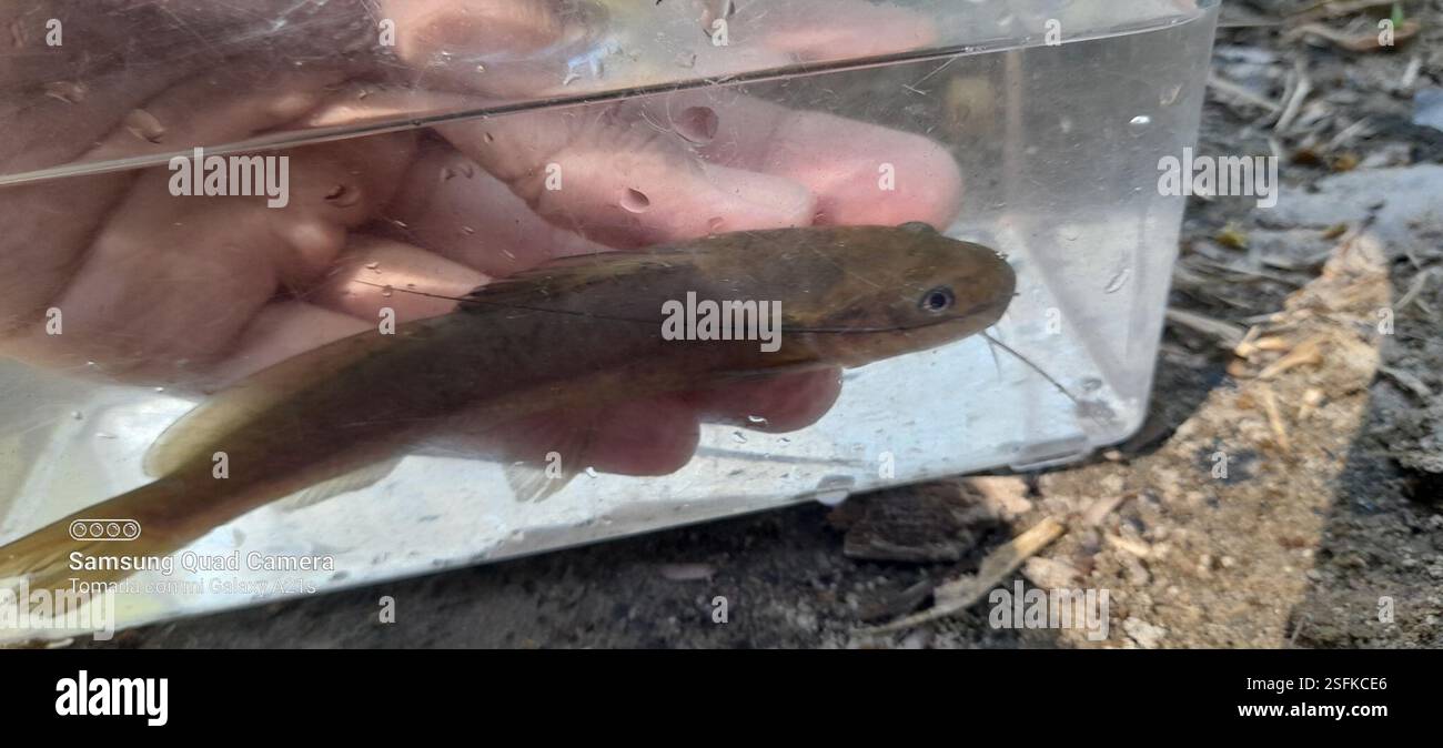 Pale Catfish (Rhamdia guatemalensis), Actinopterygii, Antón, Panamá ...