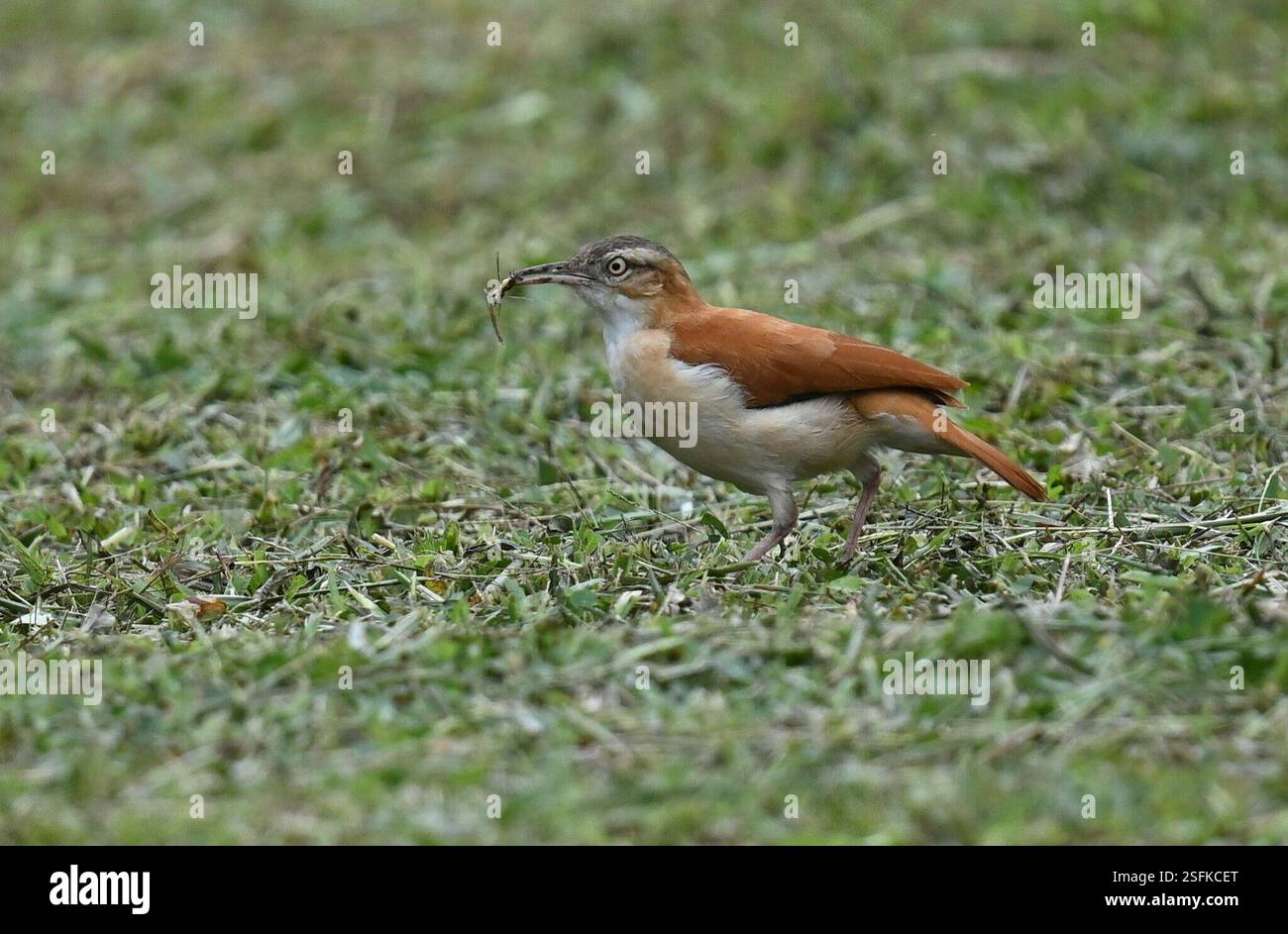Pacific Hornero (Furnarius cinnamomeus), Aves, Jardin de las Mariposas ...