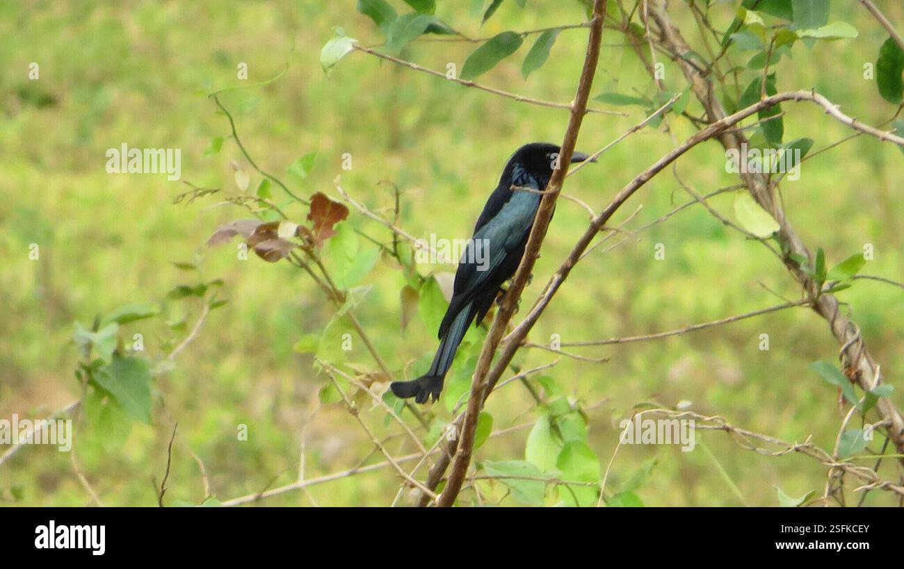 Hair-crested Drongo (Dicrurus hottentottus), Aves, Hat Kham, Kui Buri ...