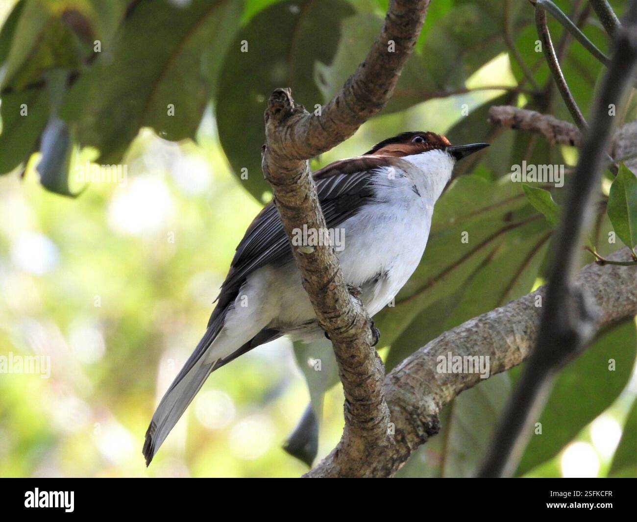 Chestnut Bulbul (Hemixos castanonotus), Aves, Lung Fu Shan, Hong Kong ...