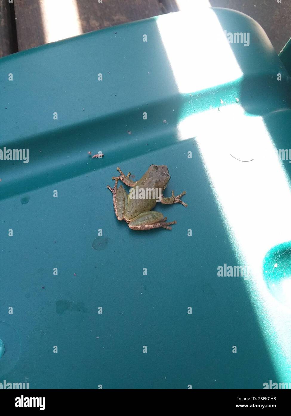 Squirrel Treefrog (Hyla squirella), Amphibia, 0 Windsor Forest ...