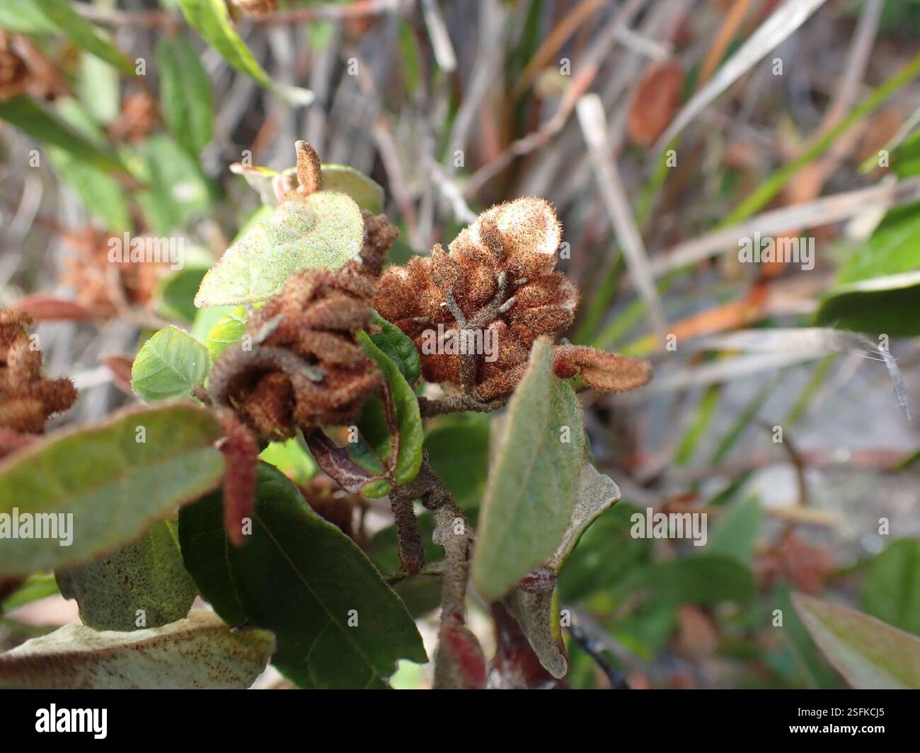 shrubby velvet-bush (Lasiopetalum macrophyllum), Plantae, Sisters Beach ...