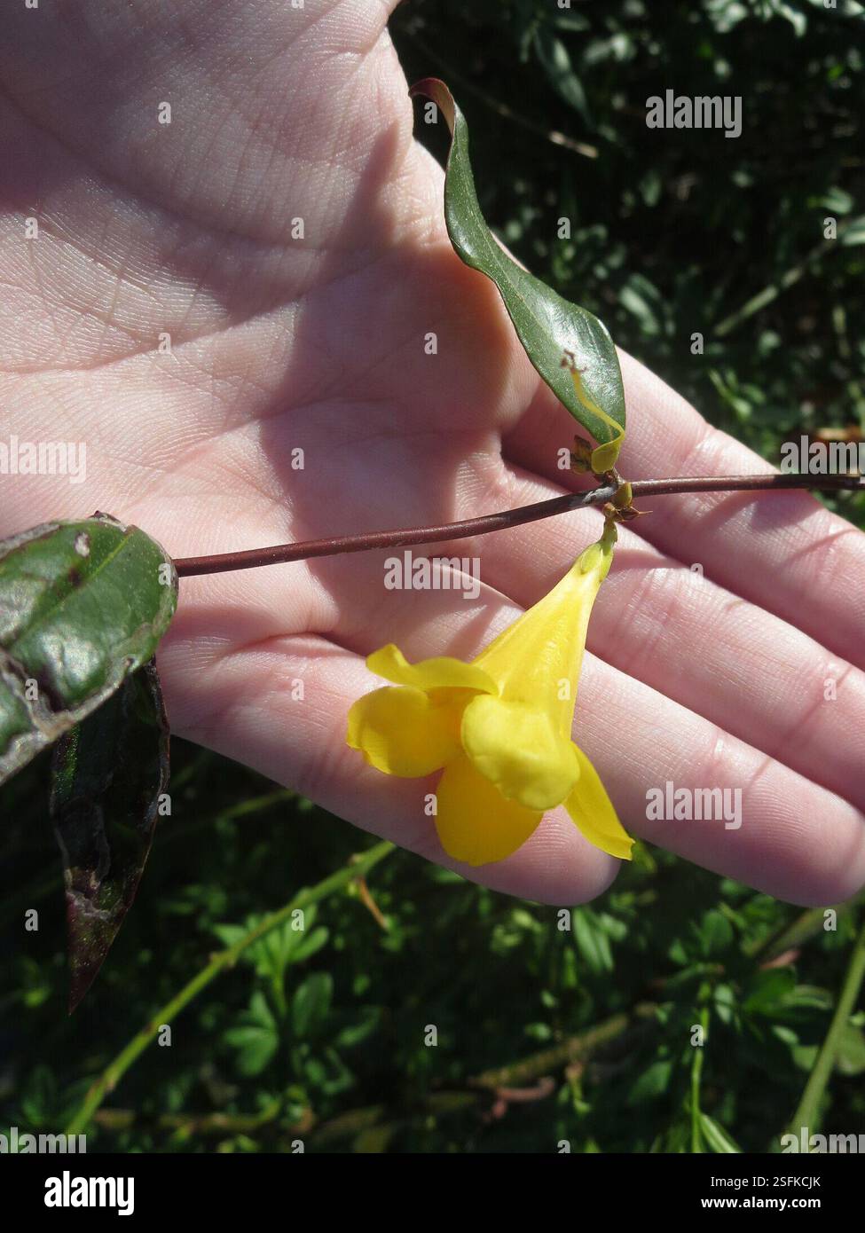 yellow jessamine (Gelsemium sempervirens), Plantae, Windsor Forest ...