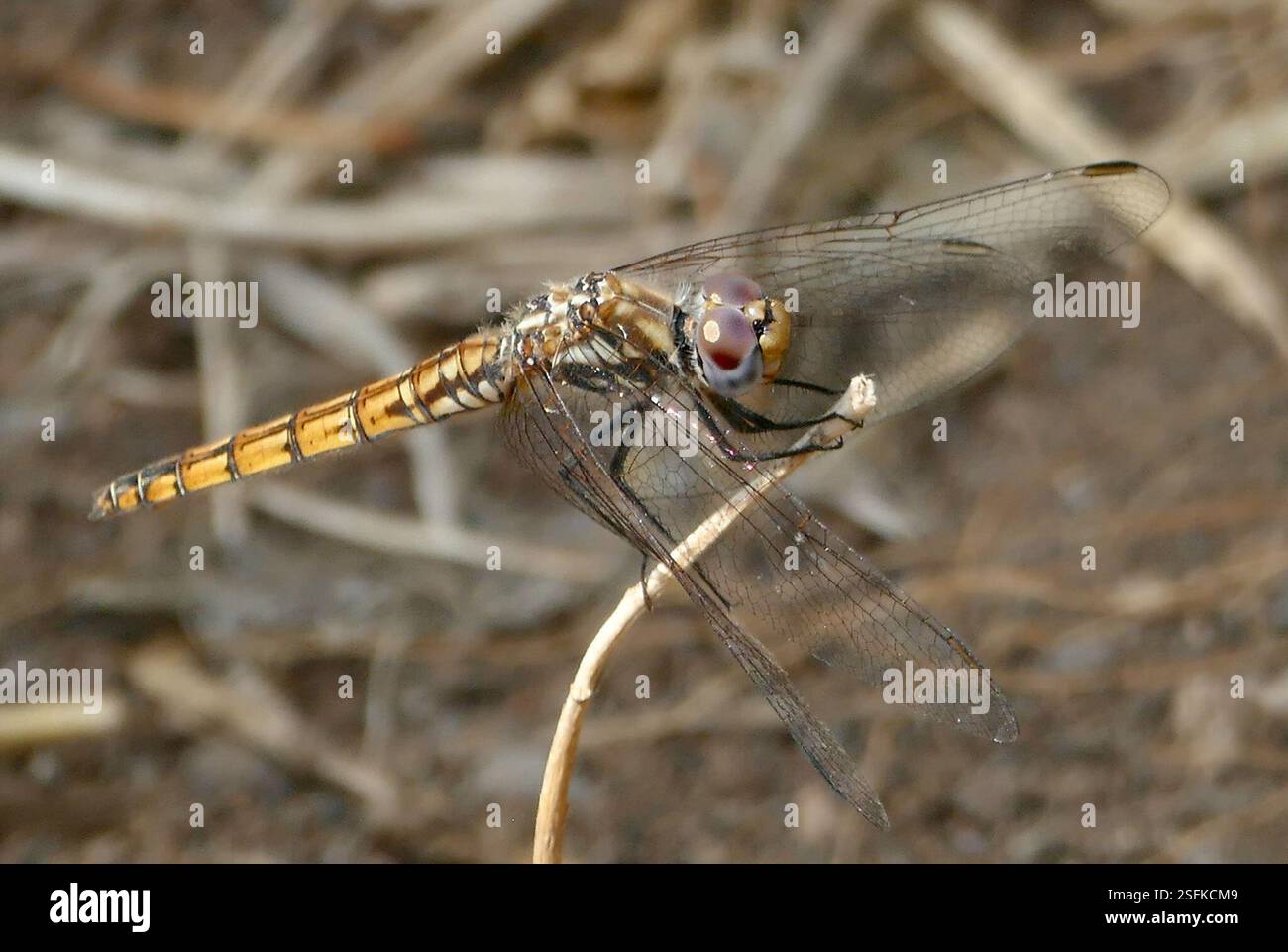 Violet Dropwing (Trithemis annulata), Insecta, Santo Antão, Cape Verde ...