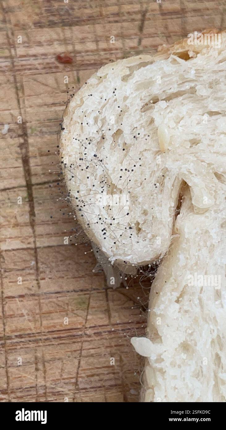 Black Bread Mold (Rhizopus stolonifer), Fungi, Woodside Ave, Frankston ...