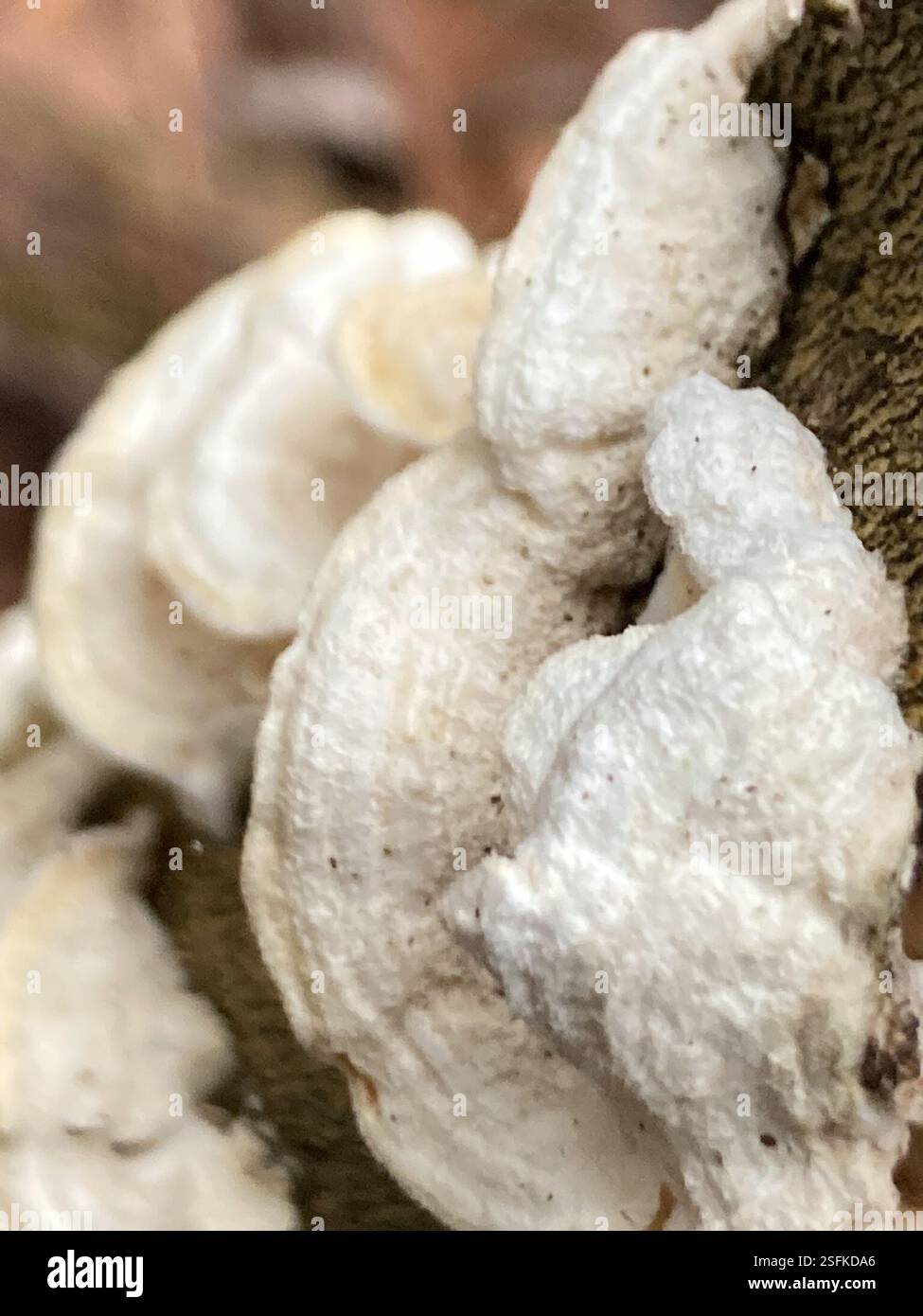 (Trametes pubescens), Fungi, Sheen Common Dr, Richmond, England, GB ...