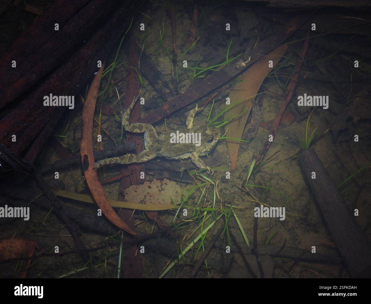 Common Eastern Froglet (Crinia signifera), Amphibia, Hobart TAS ...