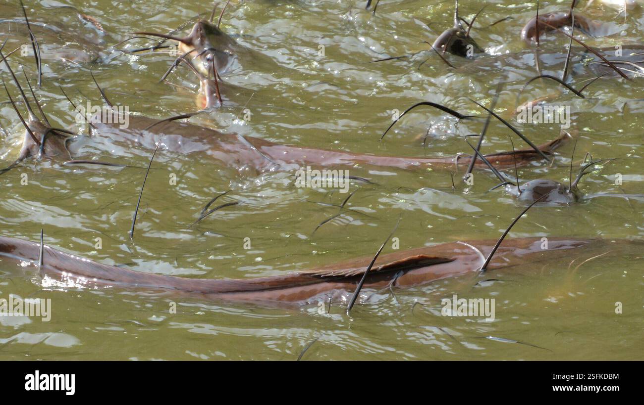 Sharptooth Catfish (Clarias gariepinus), Actinopterygii, Чианг Май ...