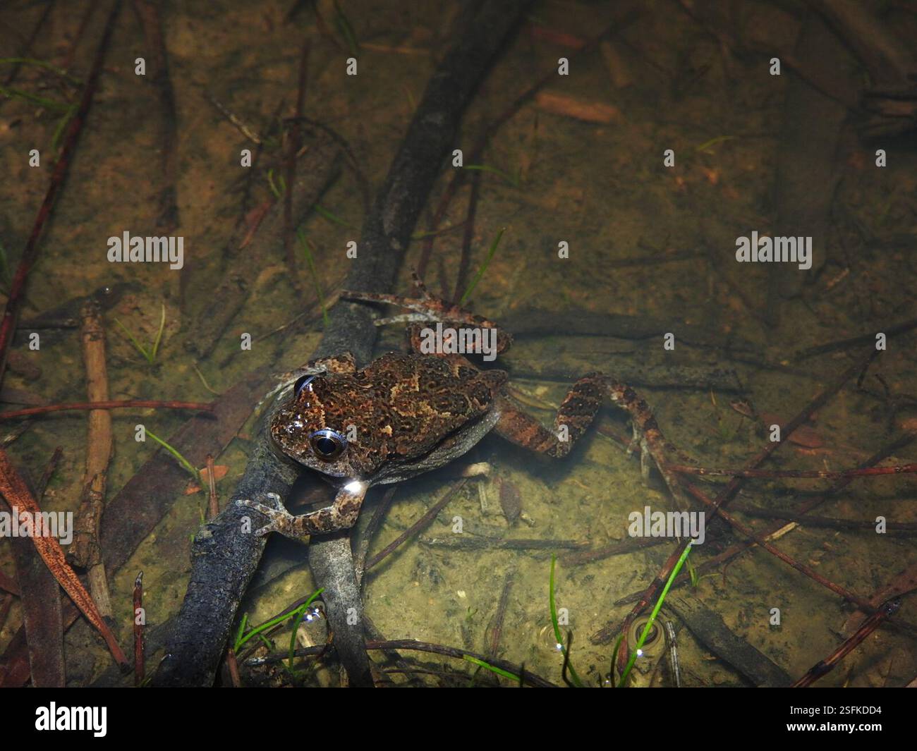 Common Eastern Froglet (Crinia signifera), Amphibia, Hobart TAS ...