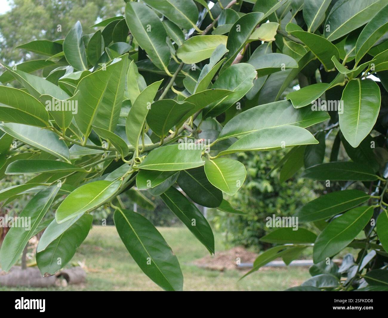 Indian Cotton Stainer (Dysdercus cingulatus), Insecta, Caravonica QLD ...
