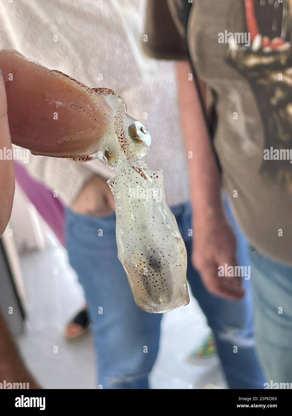 Atlantic brief squid (Lolliguncula brevis), Mollusca, Lydia Ann Channel ...
