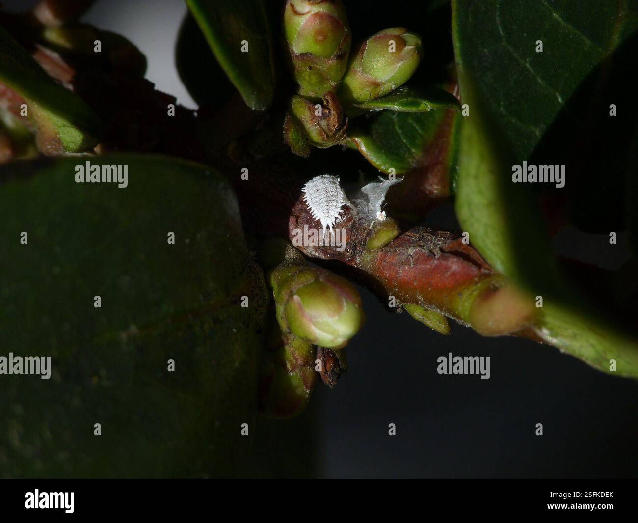 Citrus Mealybug (Planococcus citri), Insecta, Guasca, Cundinamarca ...