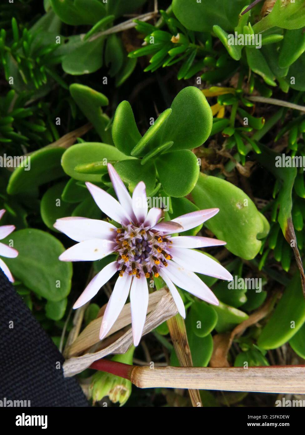 trailing African daisy (Dimorphotheca fruticosa), Plantae, Leisure ...