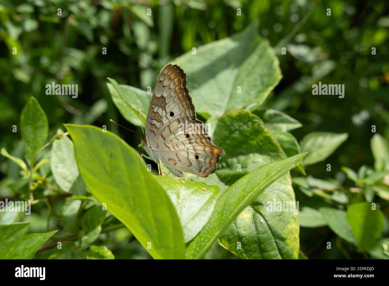 White peacock butterfly (anartia jatrophae) on malvastrum americanum ...