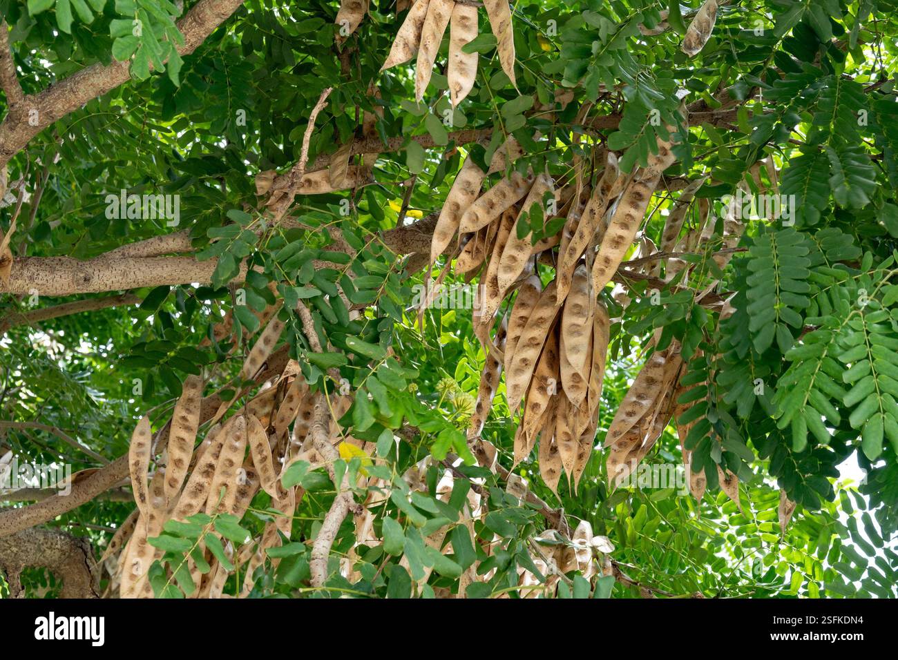 Albizia lebbeck indian siris hi-res stock photography and images - Alamy