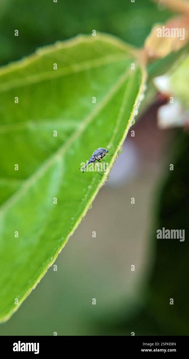 Pear-shaped Weevils (Apioninae), Insecta, Thornlands QLD 4164 ...