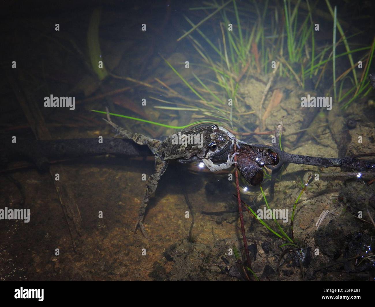 Common Eastern Froglet (Crinia signifera), Amphibia, Hobart TAS ...