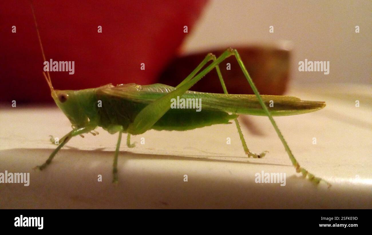 (Conocephalus longipes), Insecta, Alberto Olmedo, Rosario, Santa Fe ...