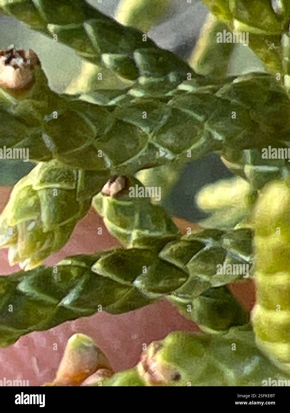 California juniper (Juniperus californica), Plantae, Anza-Borrego ...