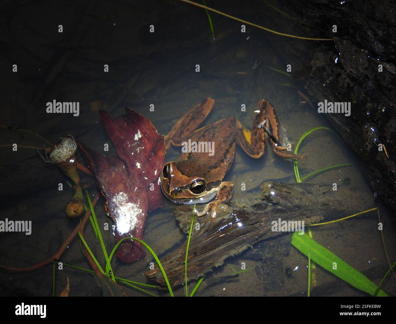 Brown Tree Frog (Litoria ewingii), Amphibia, Hobart TAS, Australia ...