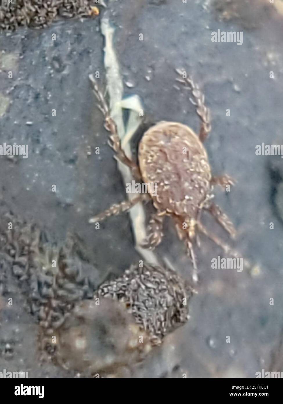 Mites and Ticks (Acari), Arachnida, Cupertino, CA, USA Stock Photo - Alamy