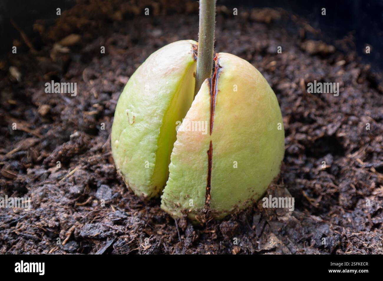 Young fresh avocado sprout hi-res stock photography and images - Alamy