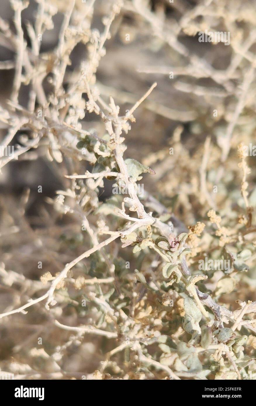Cattle Saltbush (Atriplex polycarpa), Plantae, Mecca, CA 92254, USA ...