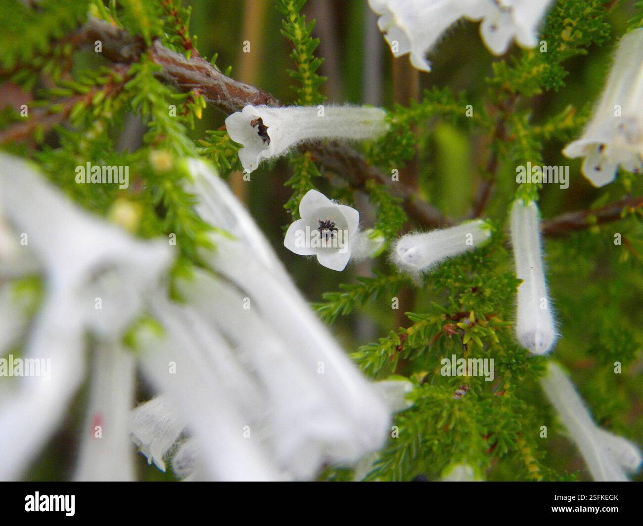 Prince of Wales Heath (Erica perspicua), Plantae, Palmiet river trail ...