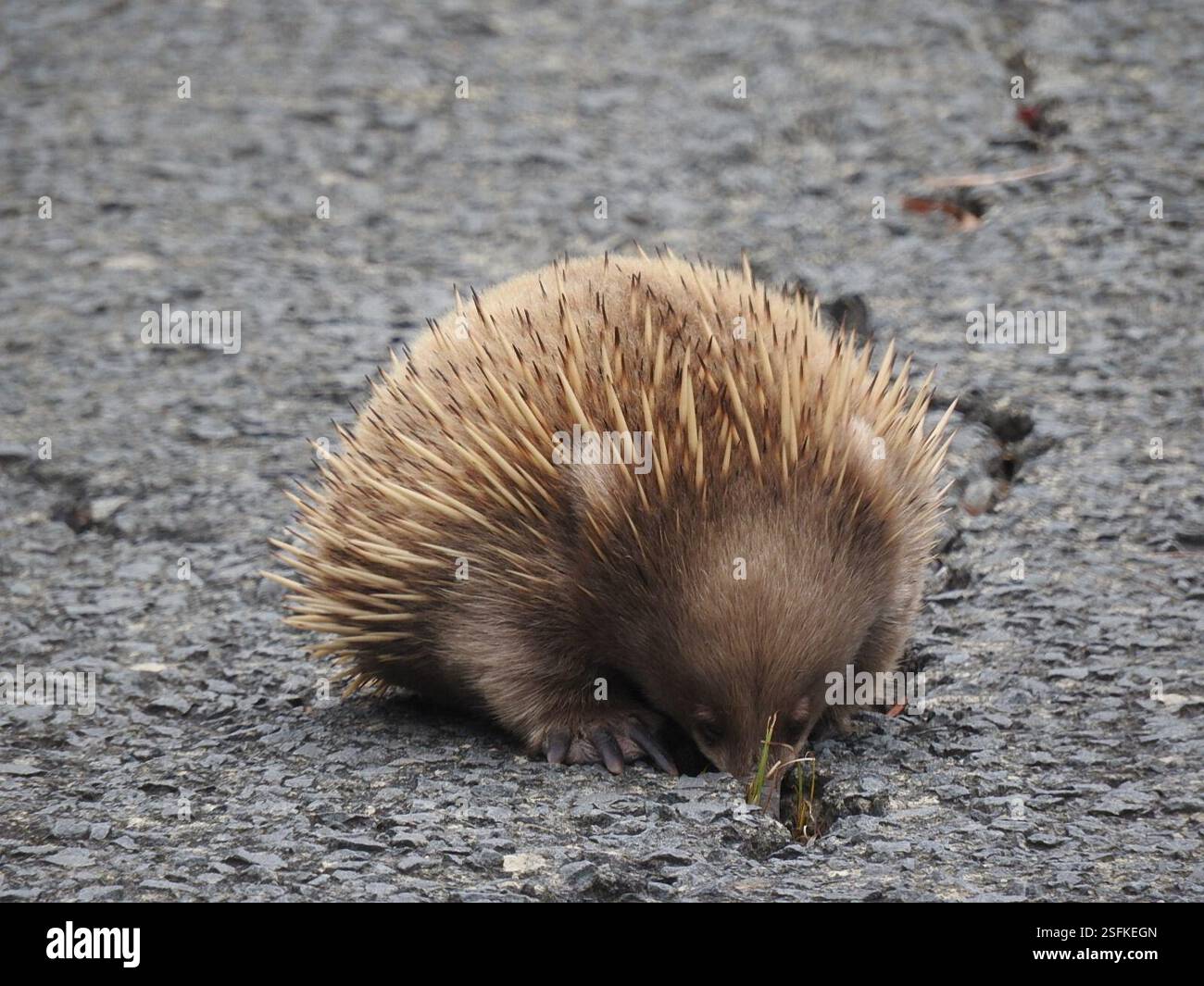 Tasmanian Echidna (Tachyglossus aculeatus setosus), Mammalia, Hobart ...