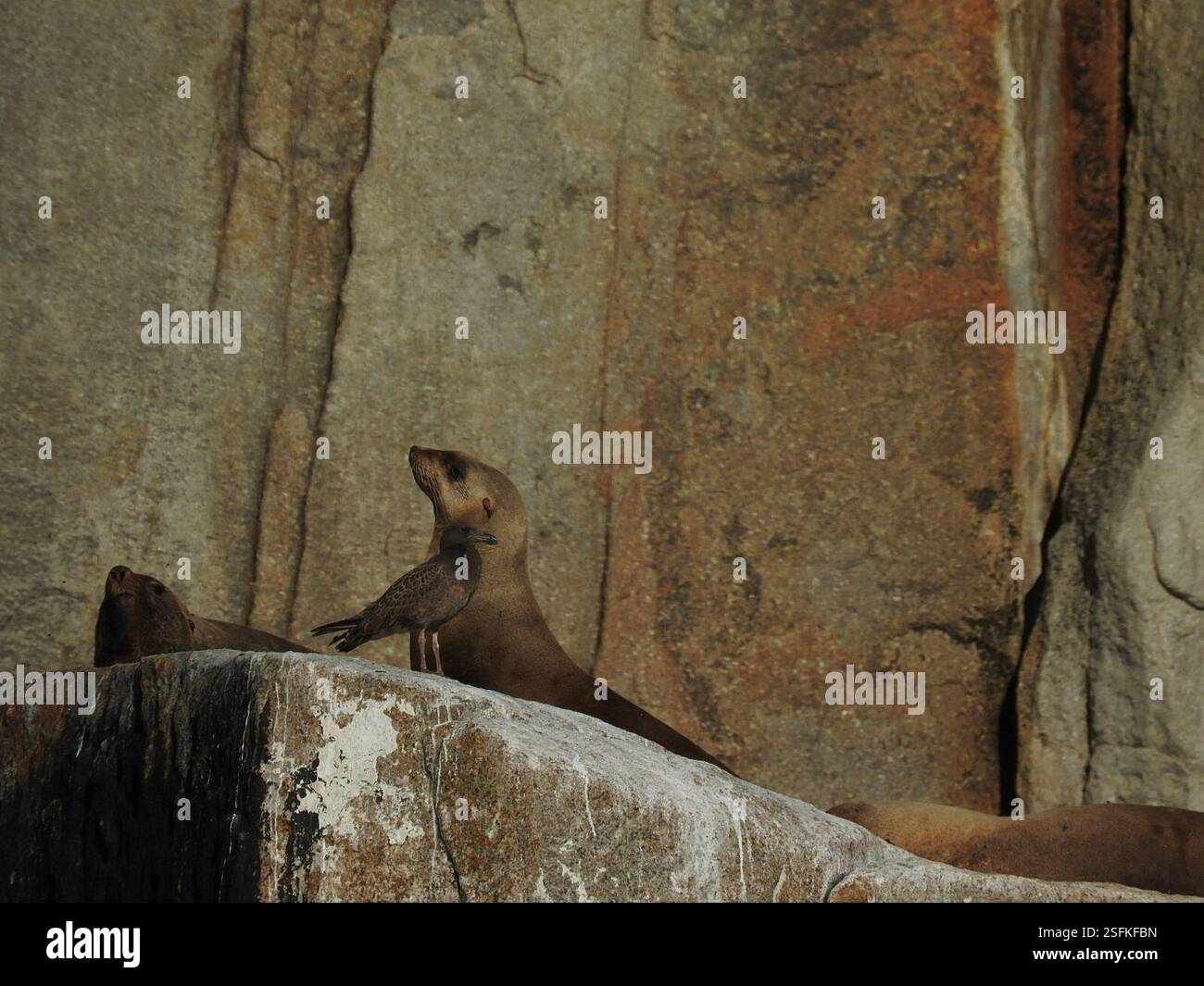 Australian Fur Seal (Arctocephalus pusillus doriferus), Mammalia ...