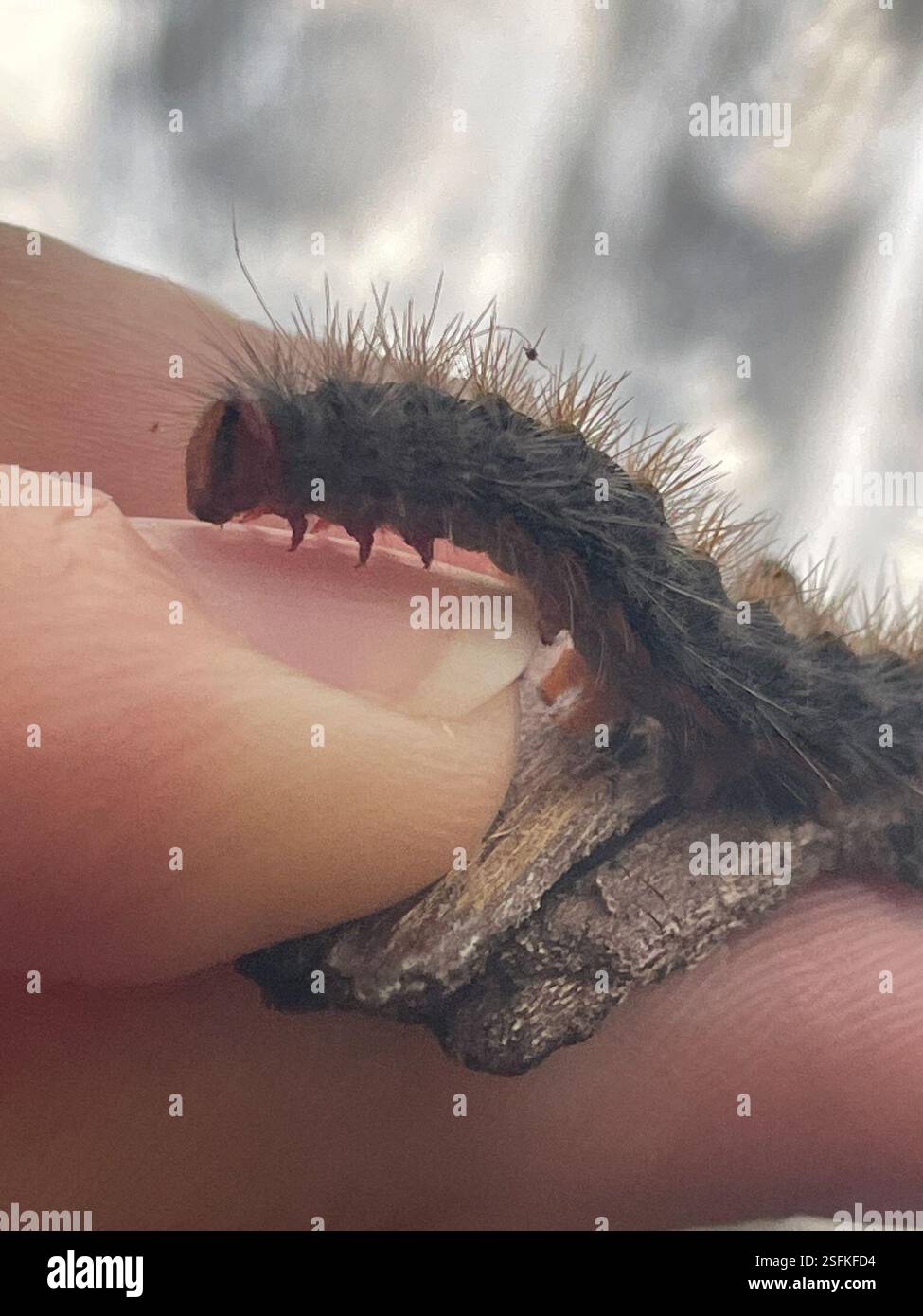 Owlet Moths and Allies (Noctuoidea), Insecta, Athel Tree Cr, Bradbury ...