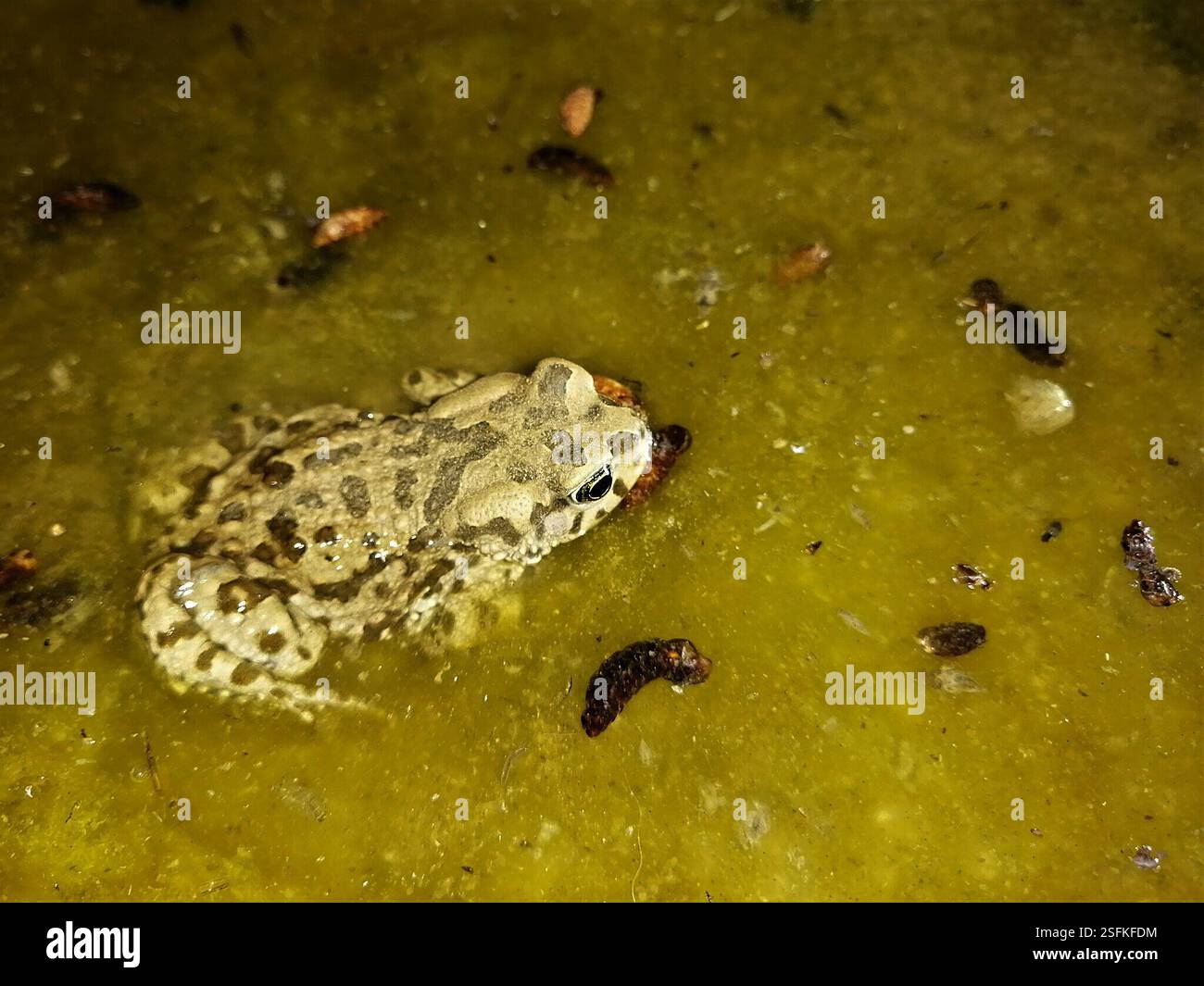 Karoo Toad (Vandijkophrynus gariepensis), Amphibia, Central Karoo ...