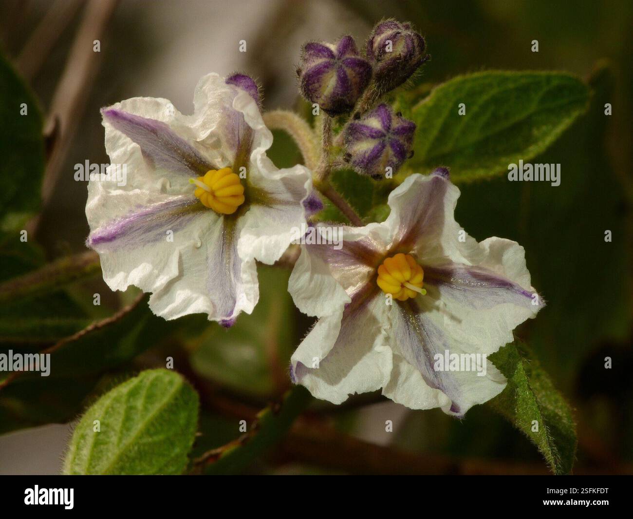nightshades (Solanum), Plantae, Guasca, Cundinamarca, Colombia Stock ...