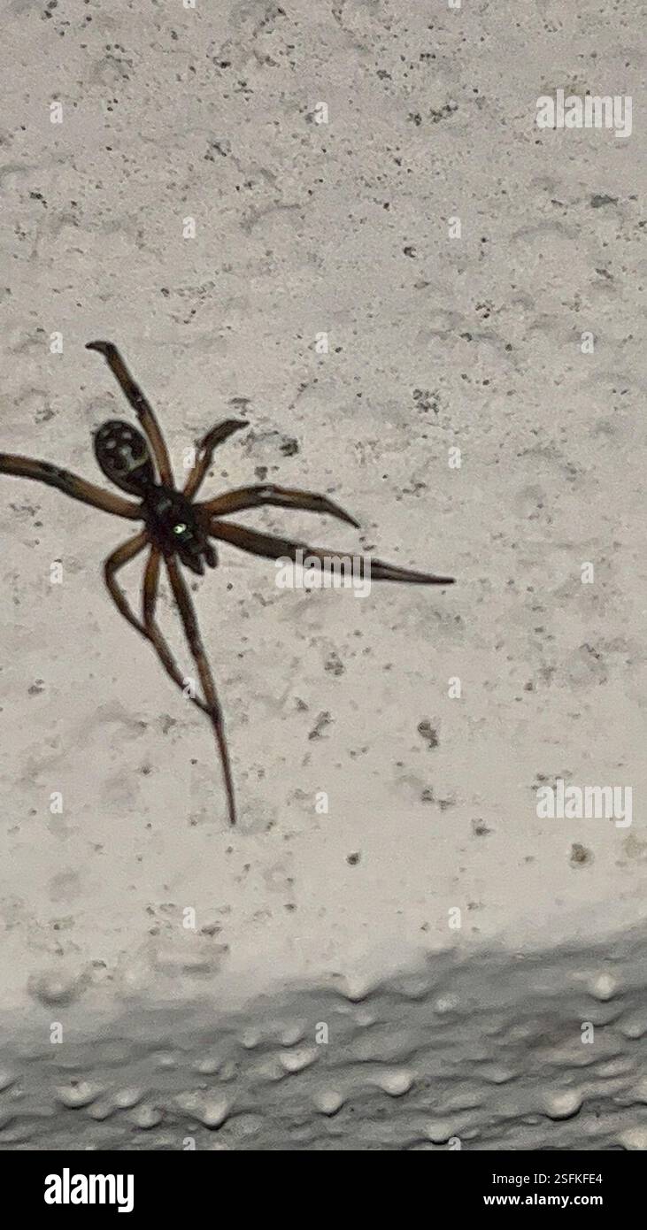 Black Cobweb Spider (Steatoda capensis), Arachnida, Auckland, NZ Stock ...