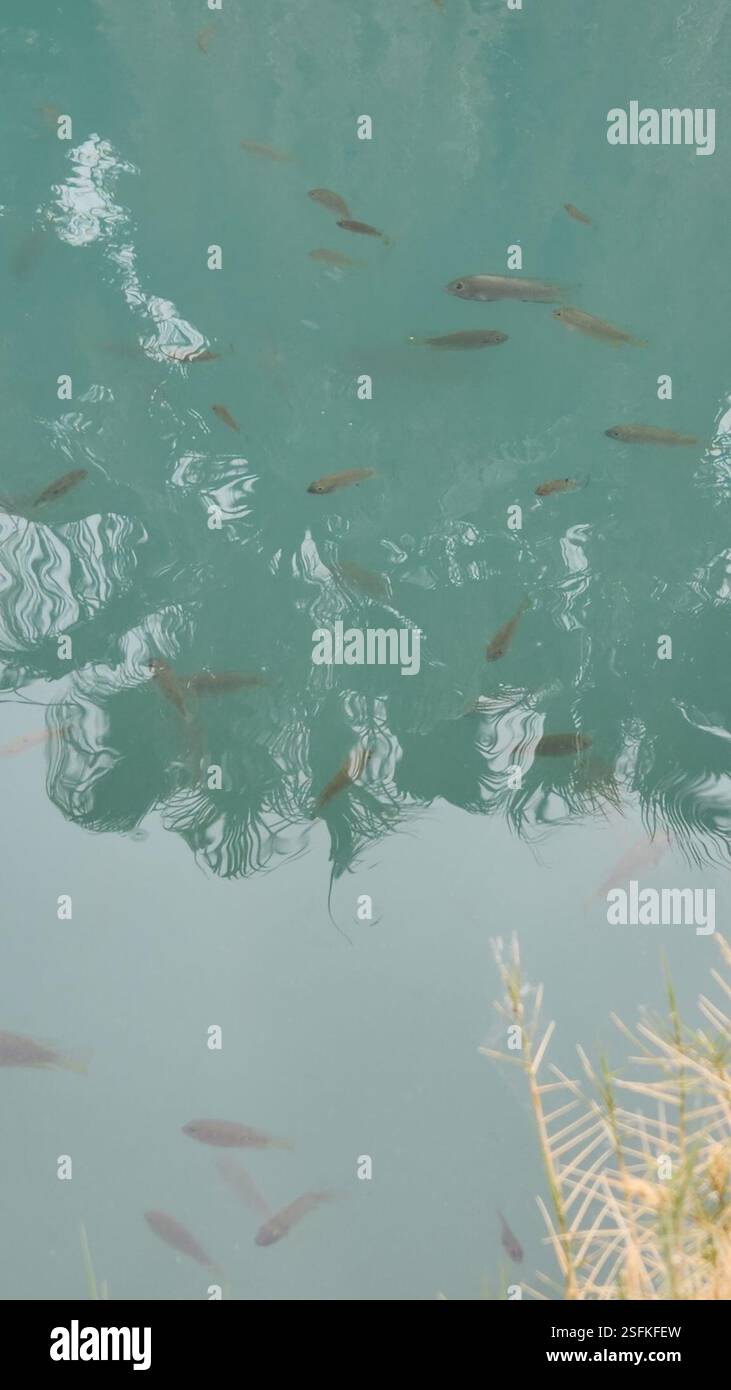 Ray-finned Fishes (Actinopterygii), Actinopterygii, California, US ...