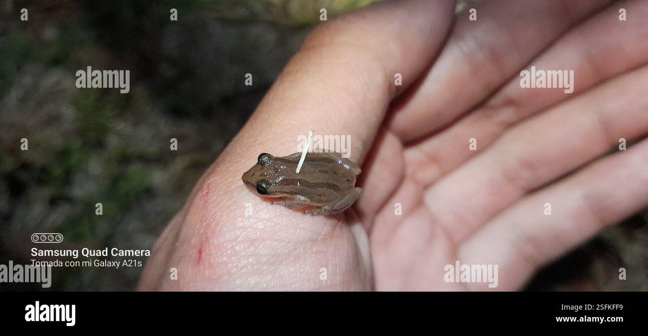 Panama Snouted Tree Frog (Scinax altae), Amphibia, Antón, Panamá Stock ...