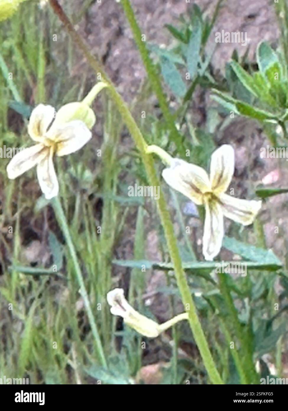 San Diego Wild Cabbage (Caulanthus heterophyllus), Plantae, Whiting ...