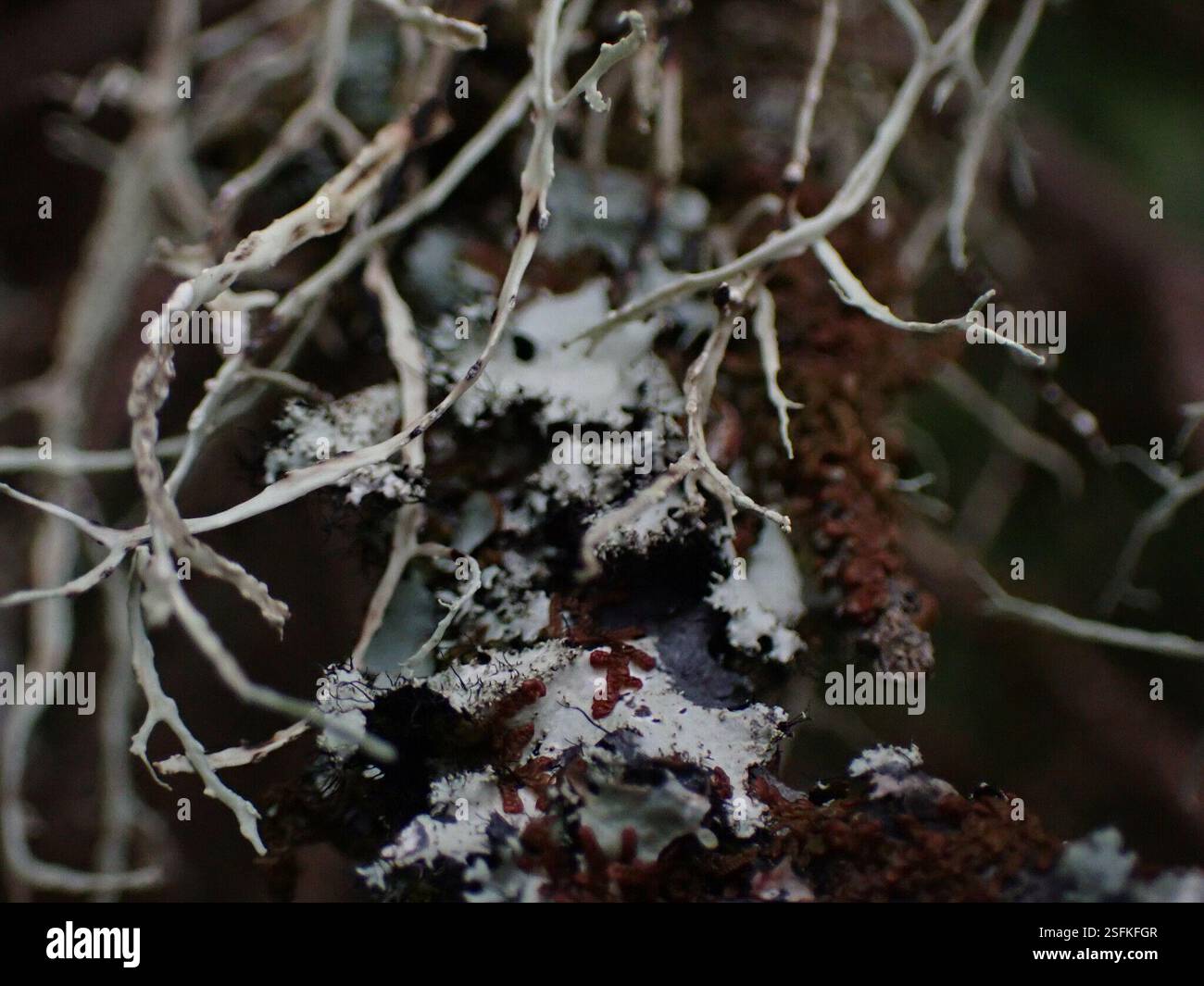 Ruffle Lichens (Parmotrema), Fungi, Pacific Rim National Park Reserve ...