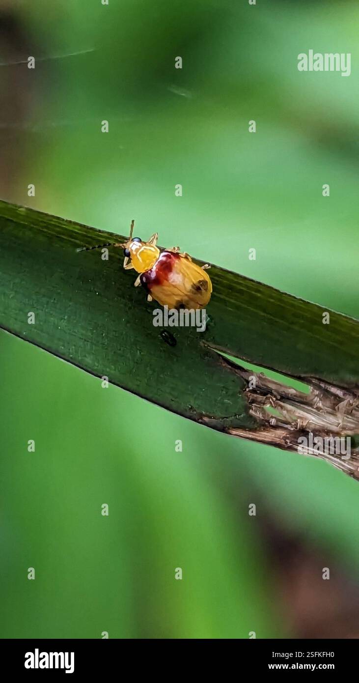 Red-shouldered Leaf Beetle (Monolepta australis), Insecta, Thornlands ...