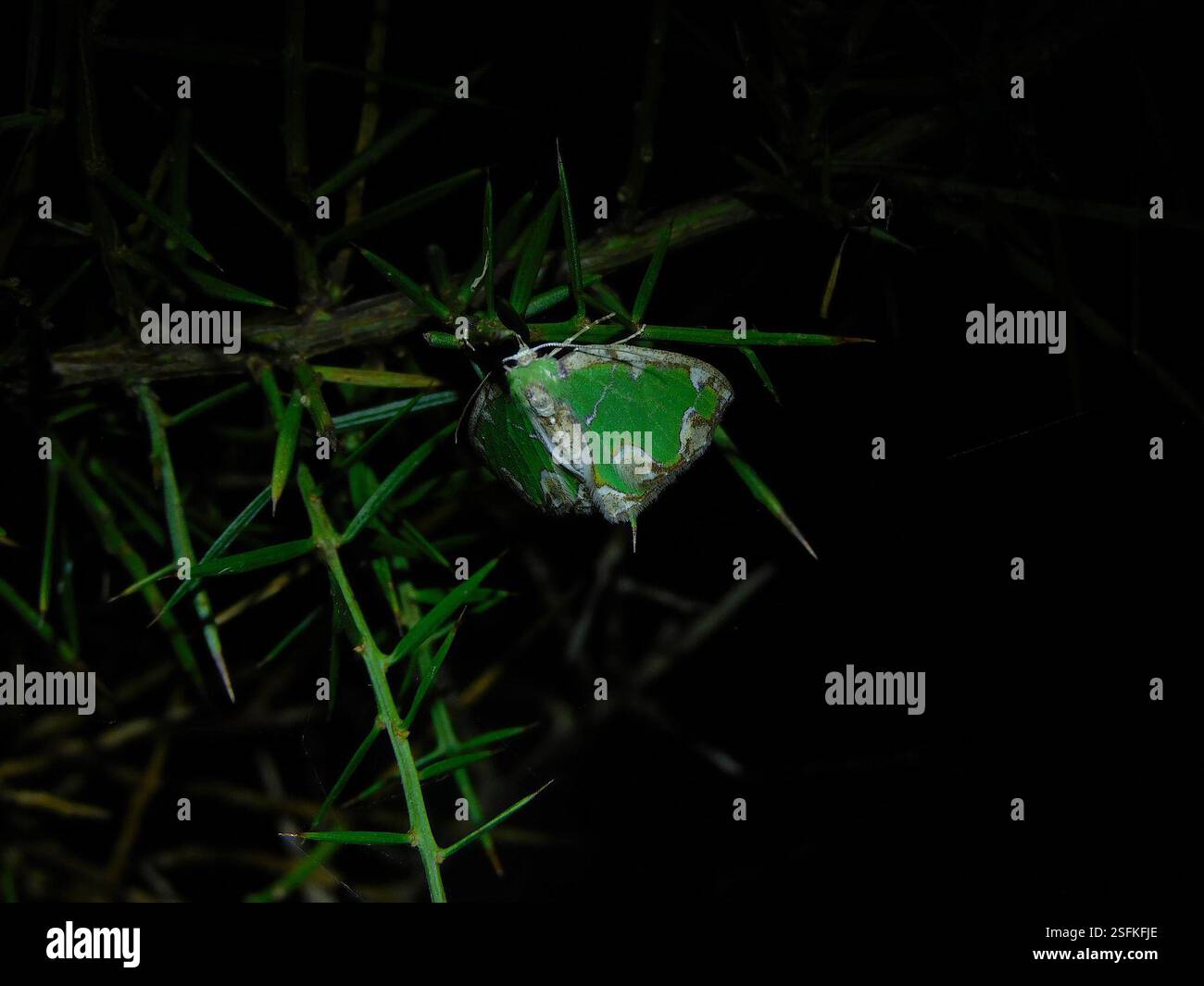 Lacy Emerald (Eucyclodes insperata), Insecta, Hobart TAS, Australia ...