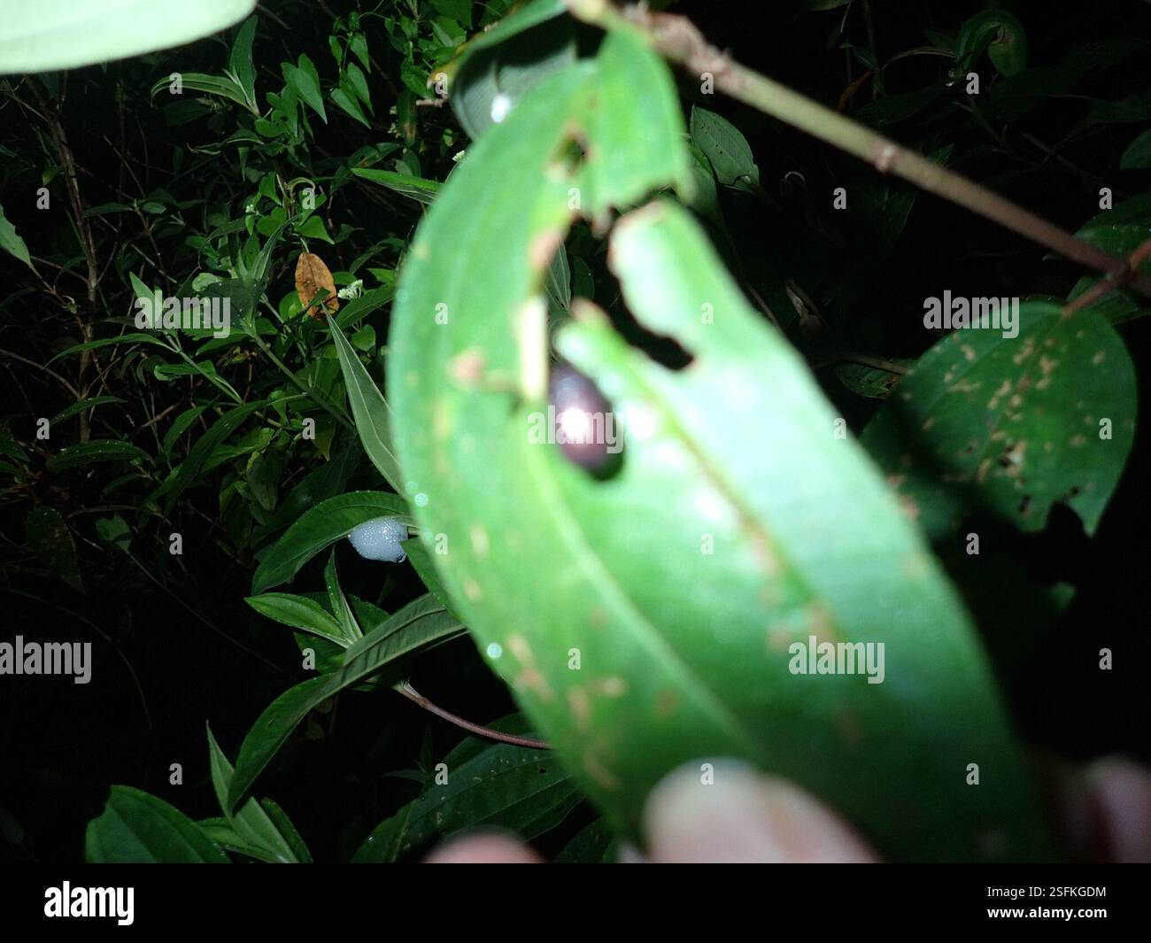 Scarabs (Scarabaeidae), Insecta, Lahad Datu, Sabah, Malaysia Stock ...