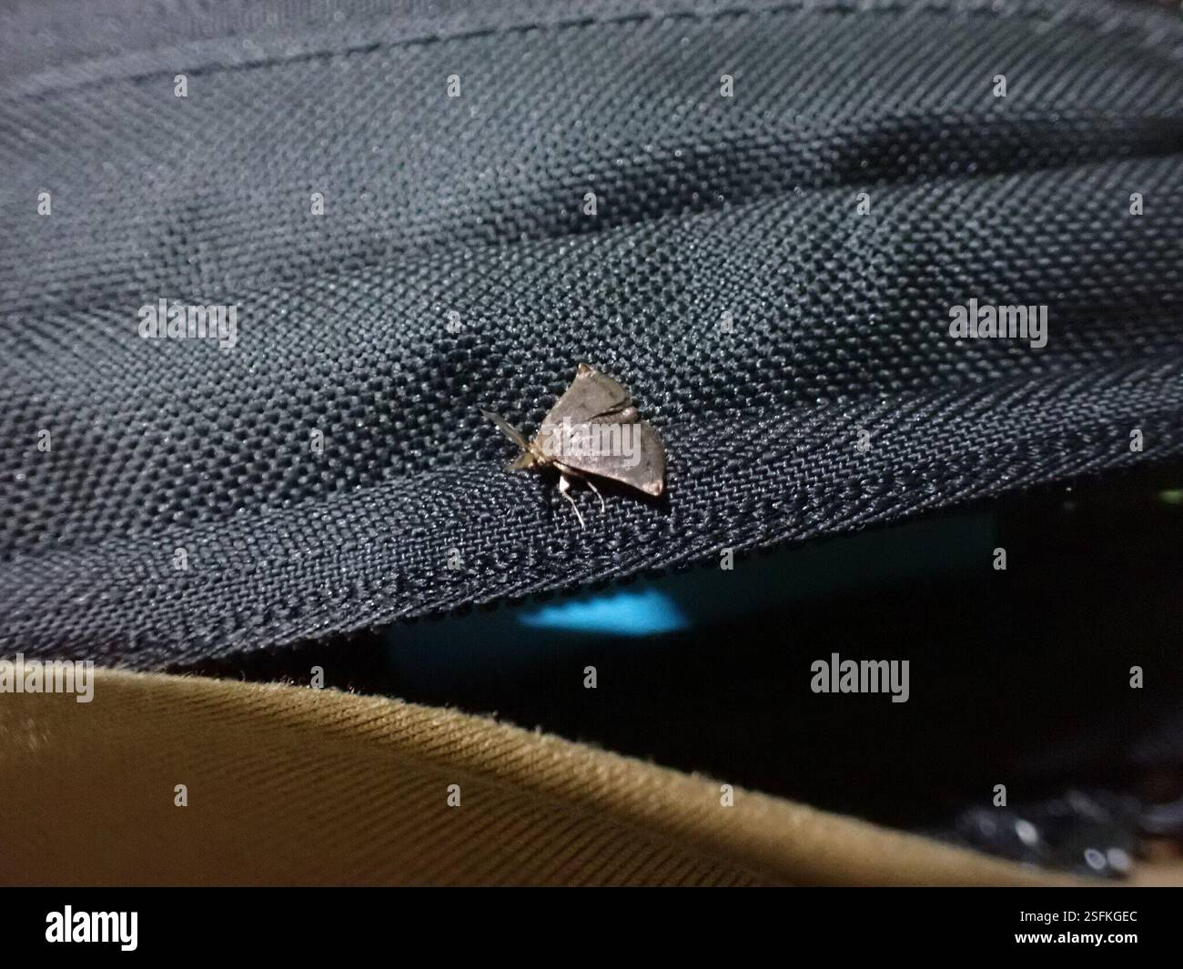 Butterflies and Moths (Lepidoptera), Insecta, Lahad Datu, Sabah ...