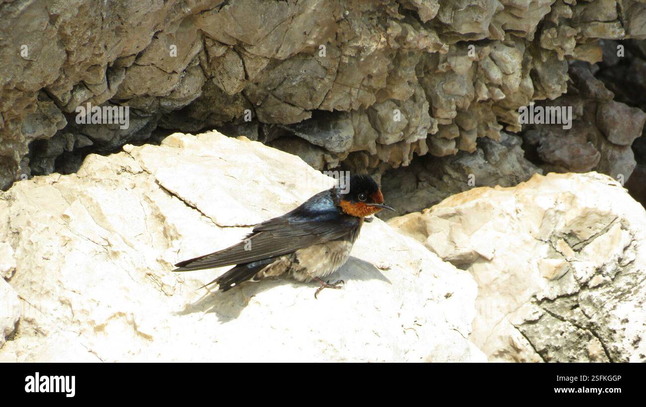 Pacific Swallow (Hirundo javanica), Aves, Краби, Таиланд Stock Photo ...