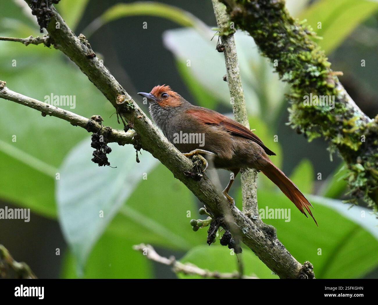 Red-faced Spinetail (Cranioleuca erythrops), Aves, Jardin de las ...