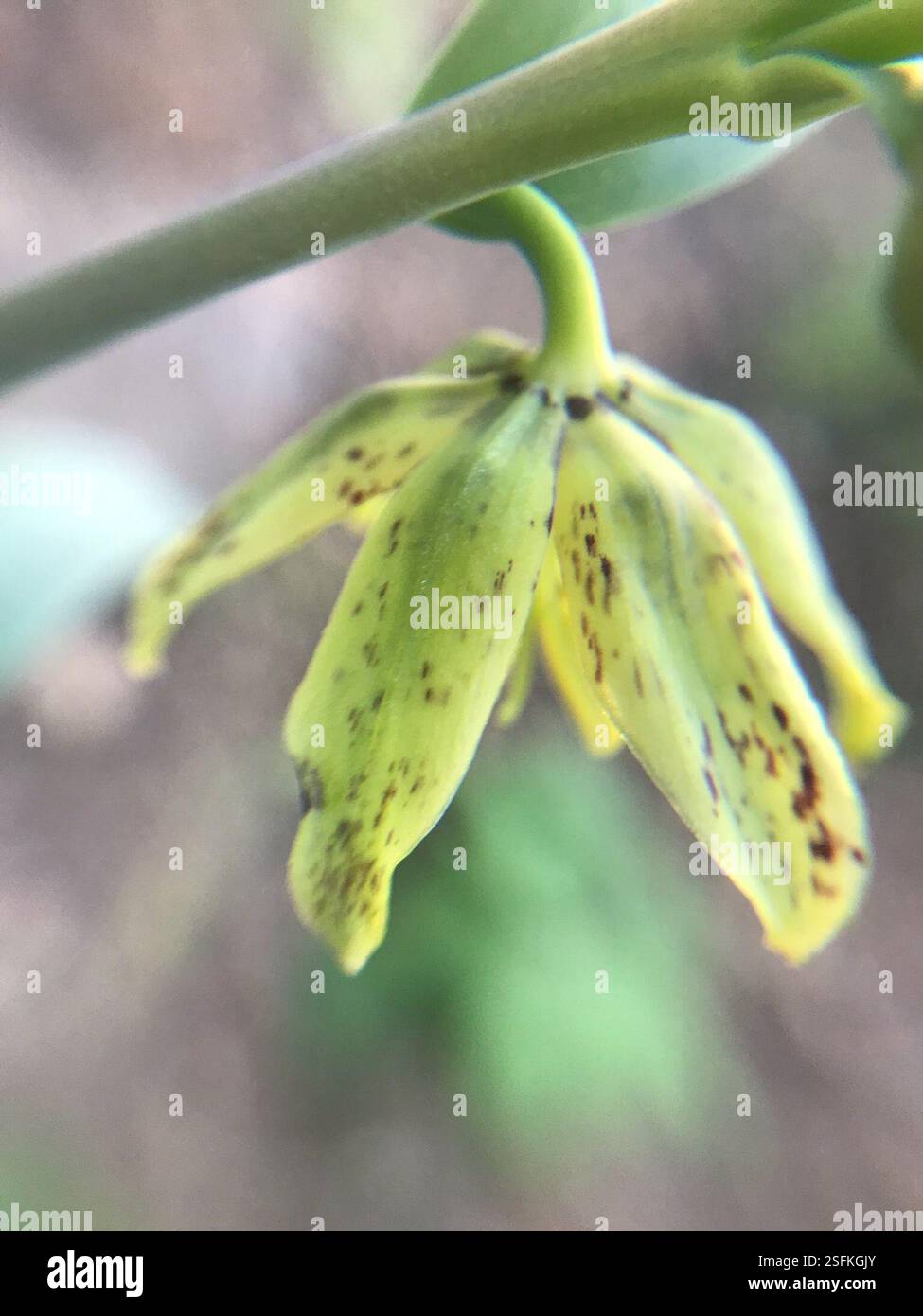 checker lily (Fritillaria affinis), Plantae, Robert Louis Stevenson ...