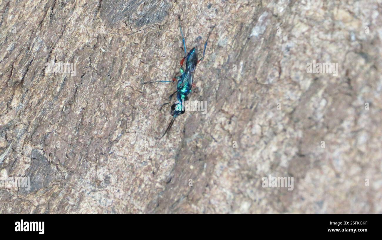 Emerald Cockroach Wasp (Ampulex compressa), Insecta, Краби, Таиланд ...